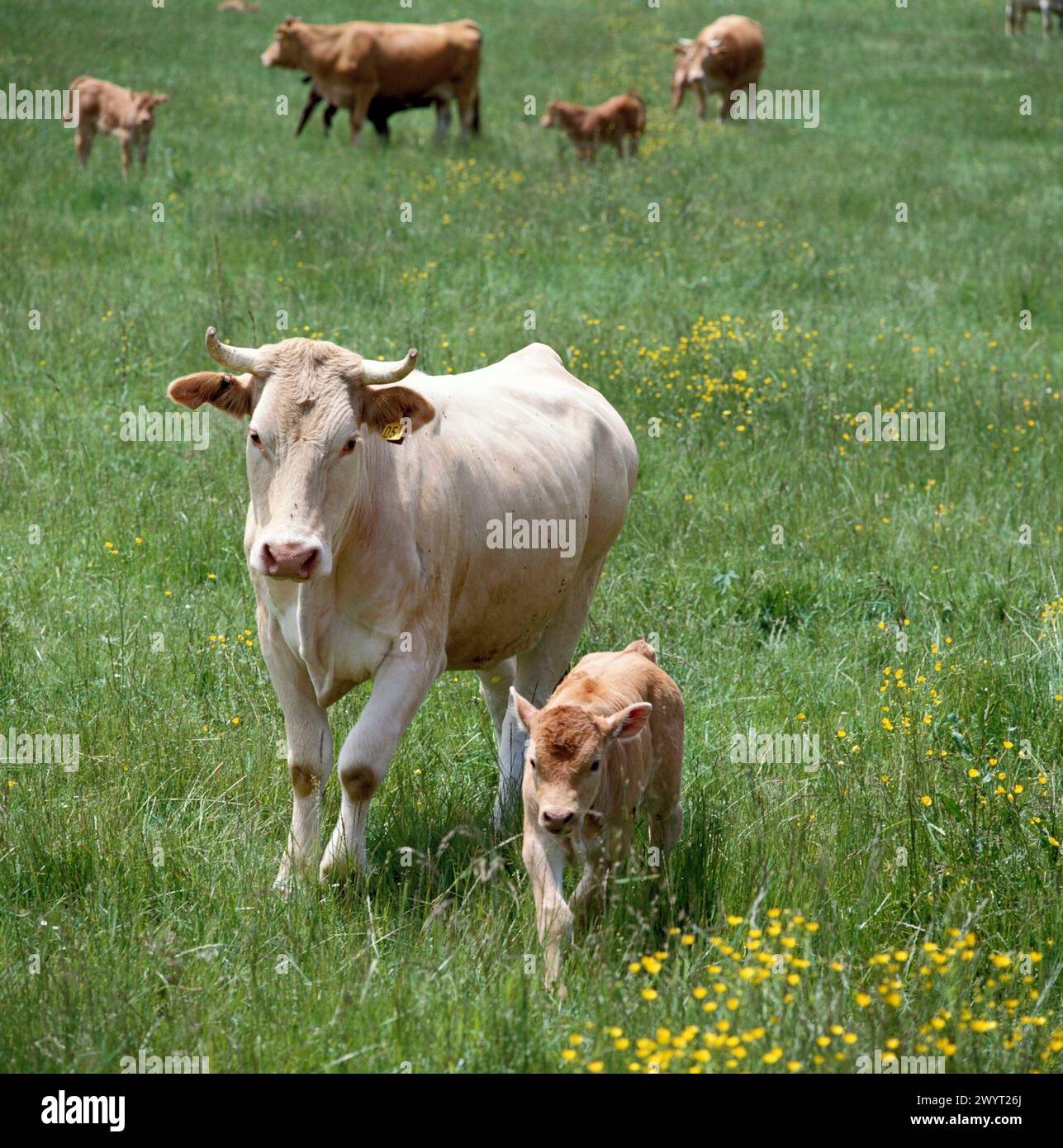 Cattle, Marieta, Álava, Basque Country, Spain Stock Photo - Alamy