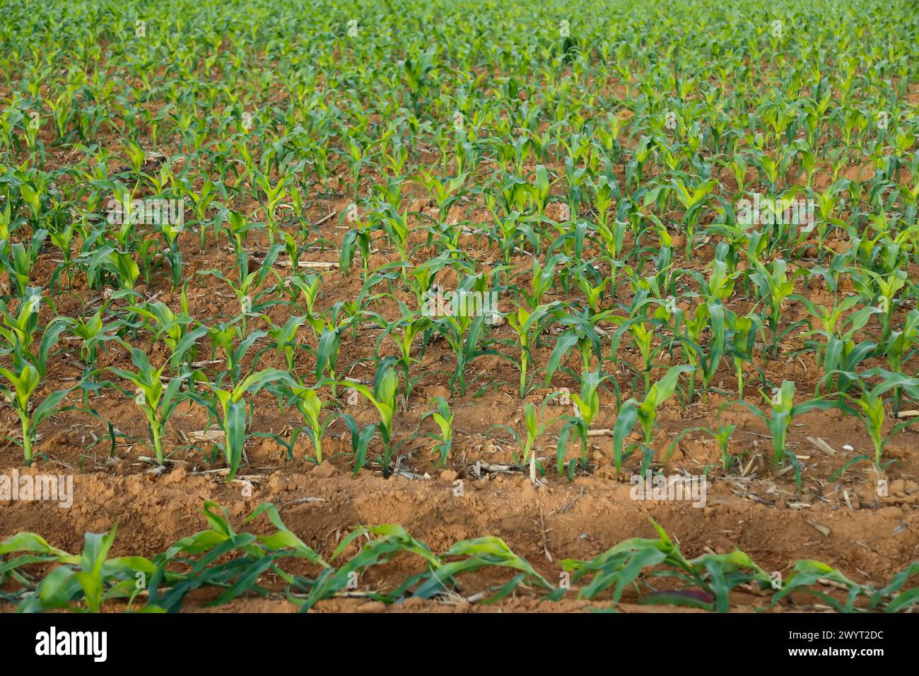 corn crop in the initial stage of leaf development Stock Photo - Alamy