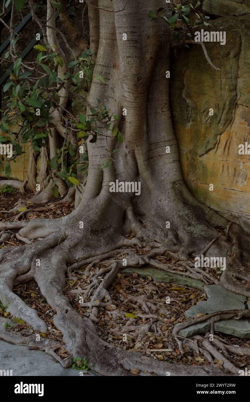 The trunk of a Port Jackson Fig tree growing against a low sandstone ...