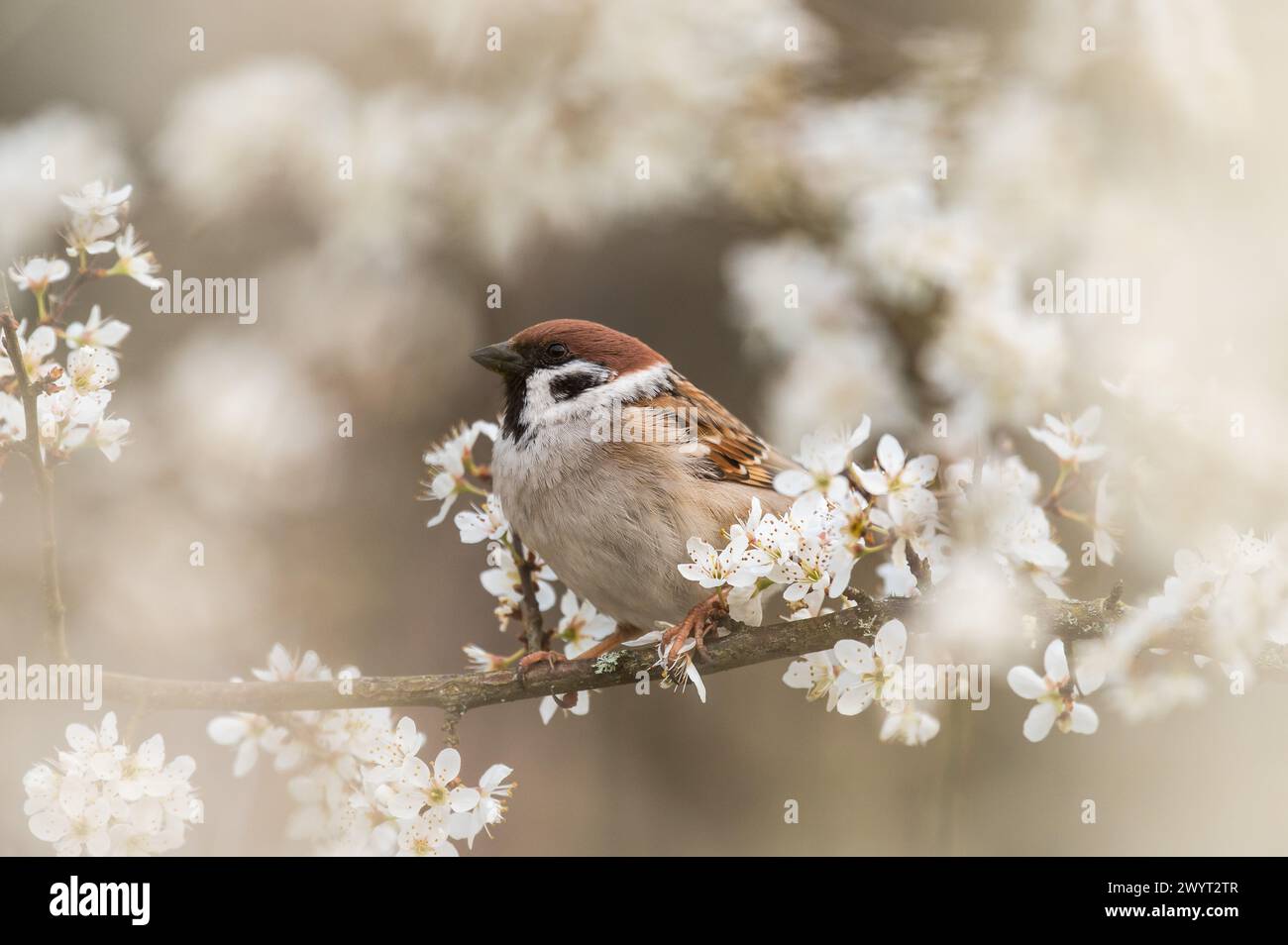 08 April 2024, Baden-Württemberg, Rottweil: A house sparrow clings to a ...