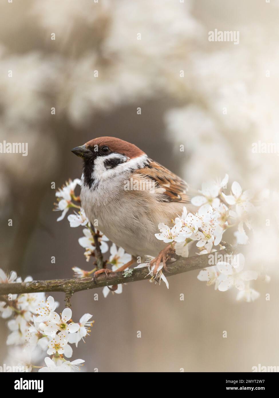 08 April 2024, Baden-Württemberg, Rottweil: A house sparrow clings to a ...