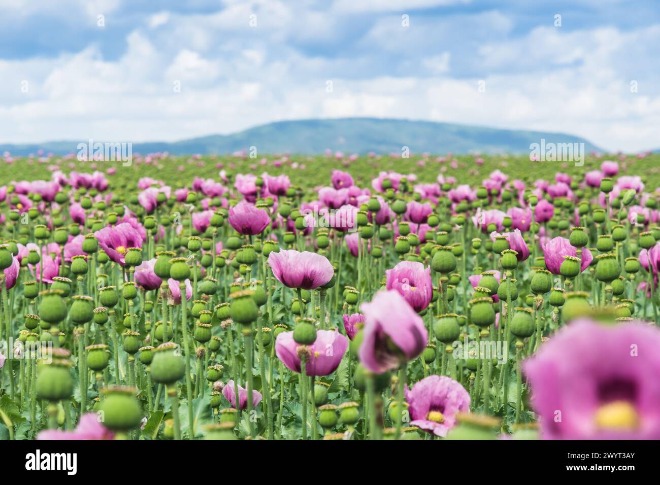 Field of pink opium poppy, also called breadseed poppies, on a cloudy ...