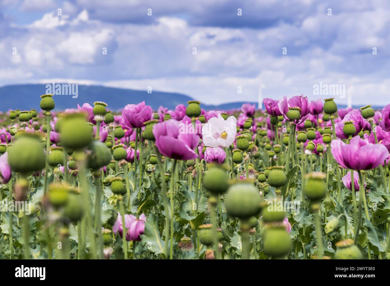Field of pink opium poppy, also called breadseed poppies, on a cloudy ...