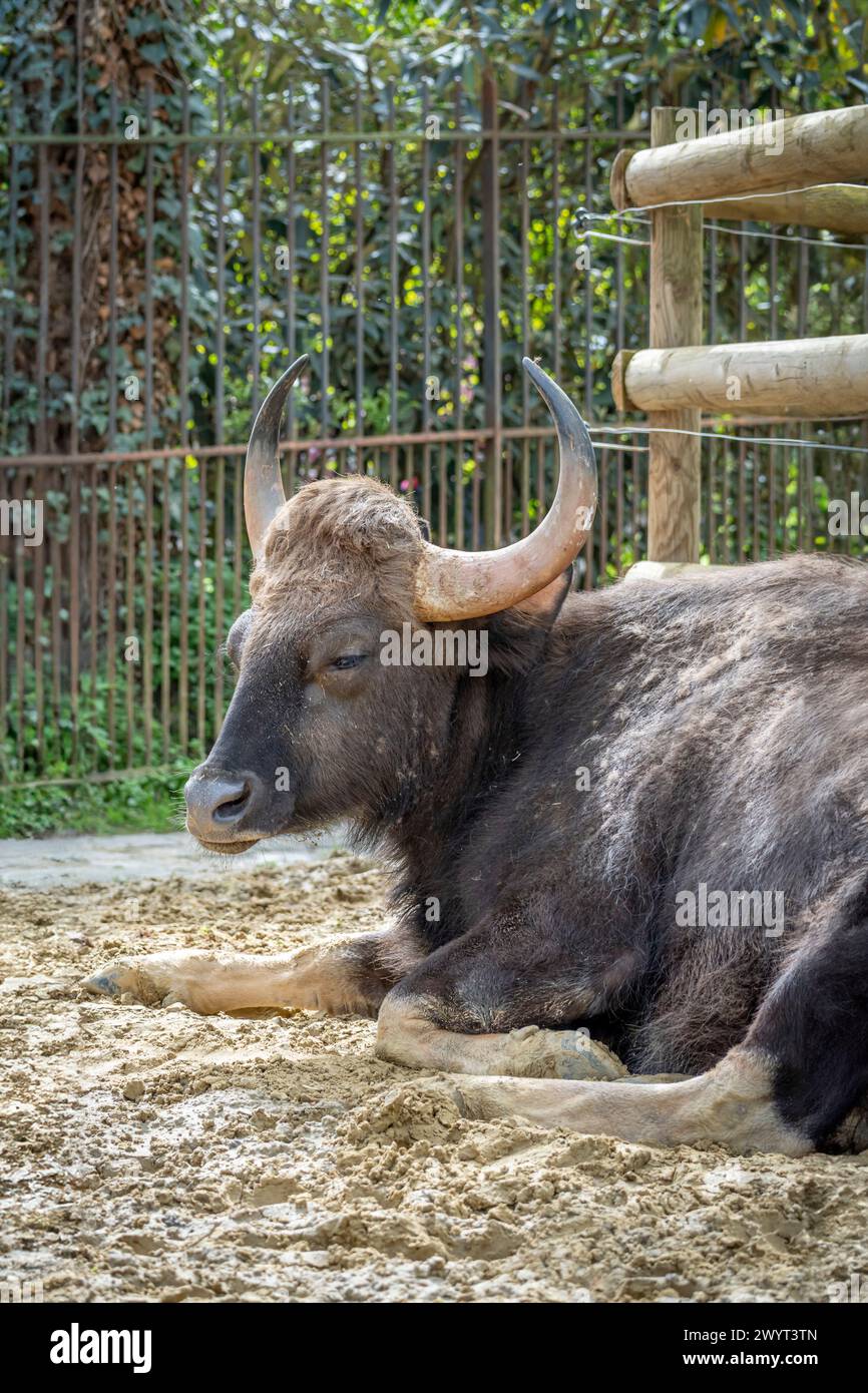 The menagerie, the zoo of the plant garden. View of a gaur resting the ...