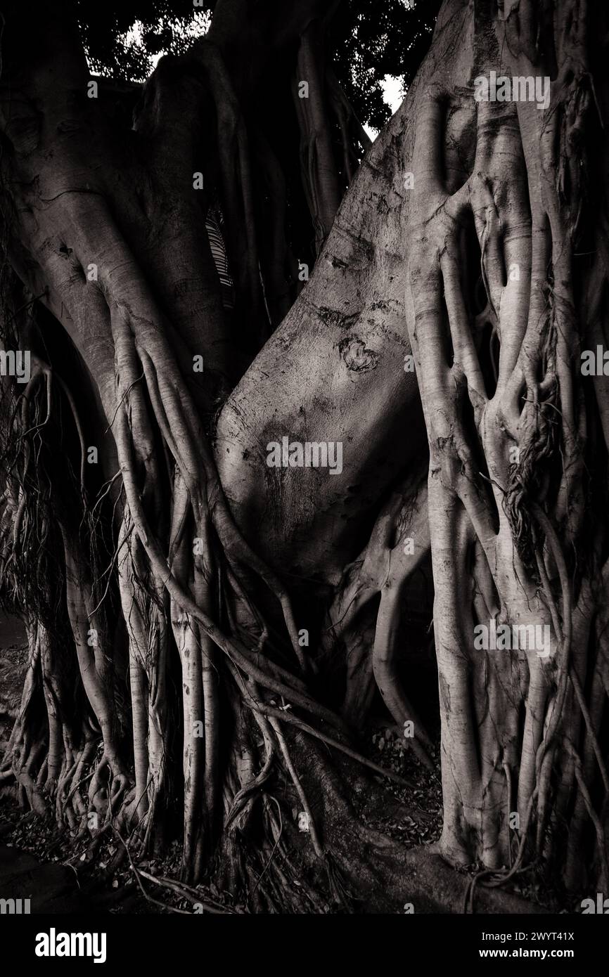 A fig trees aerial roots reaching down from two boughs, a dark black ...
