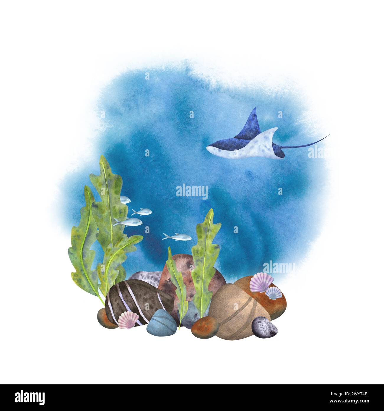 Marine composition on a white background. Sea stones, algae, stingray ...