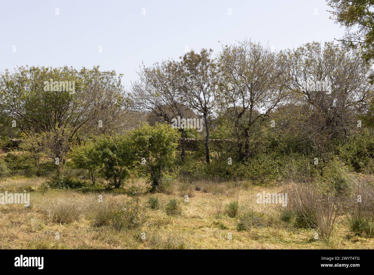Scrubland habitat hi-res stock photography and images - Alamy