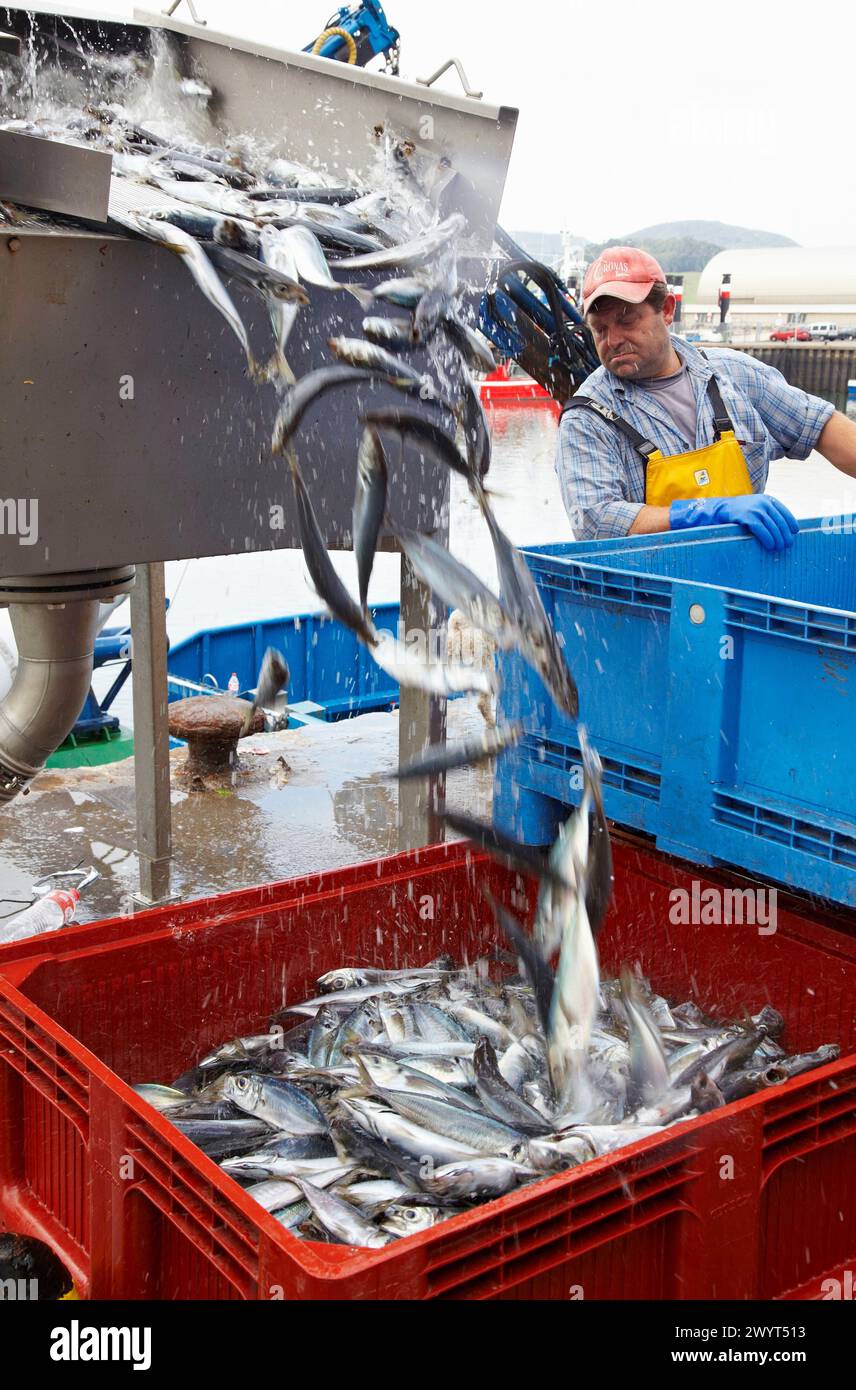 Mackerels, unloading fish from boat at port with a suction pump ...