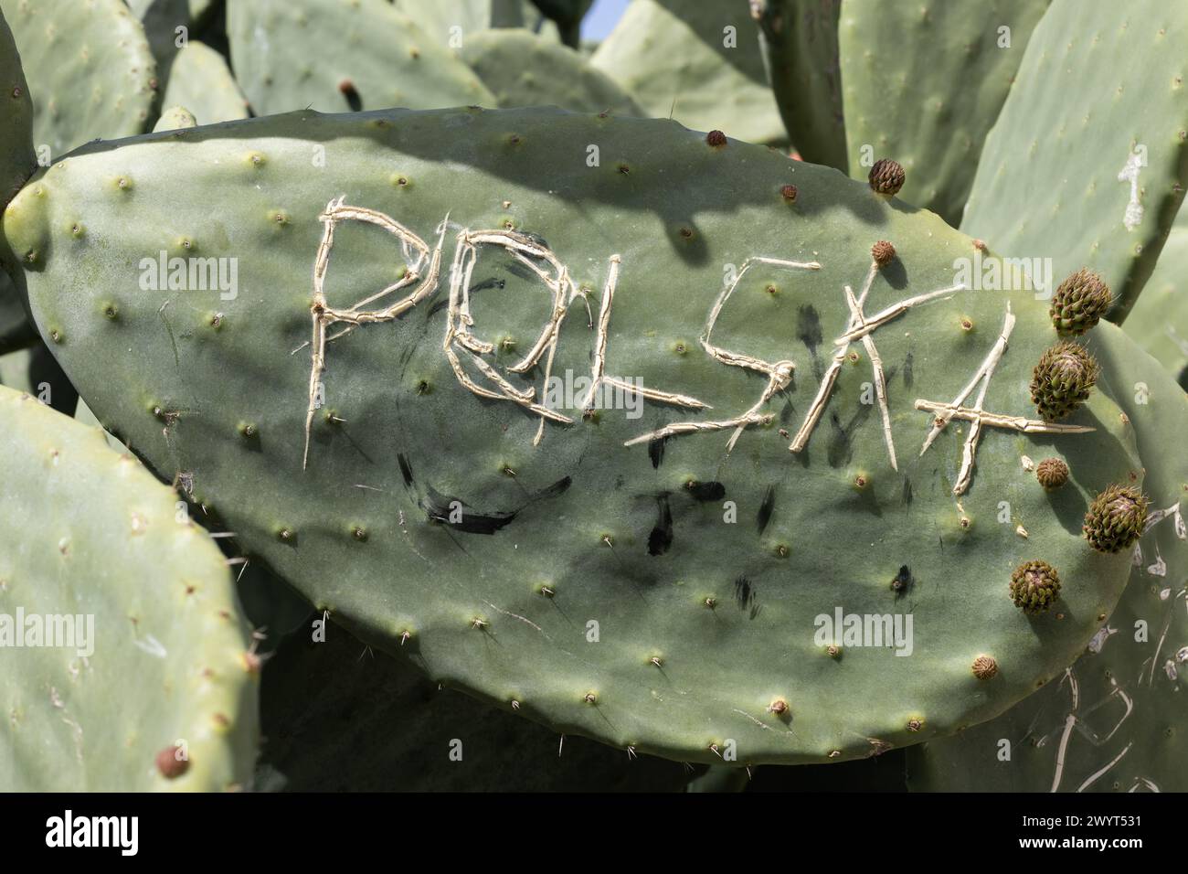 Close-up of "POLSKA" scratched onto a cactus leaf, signifying Polish ...