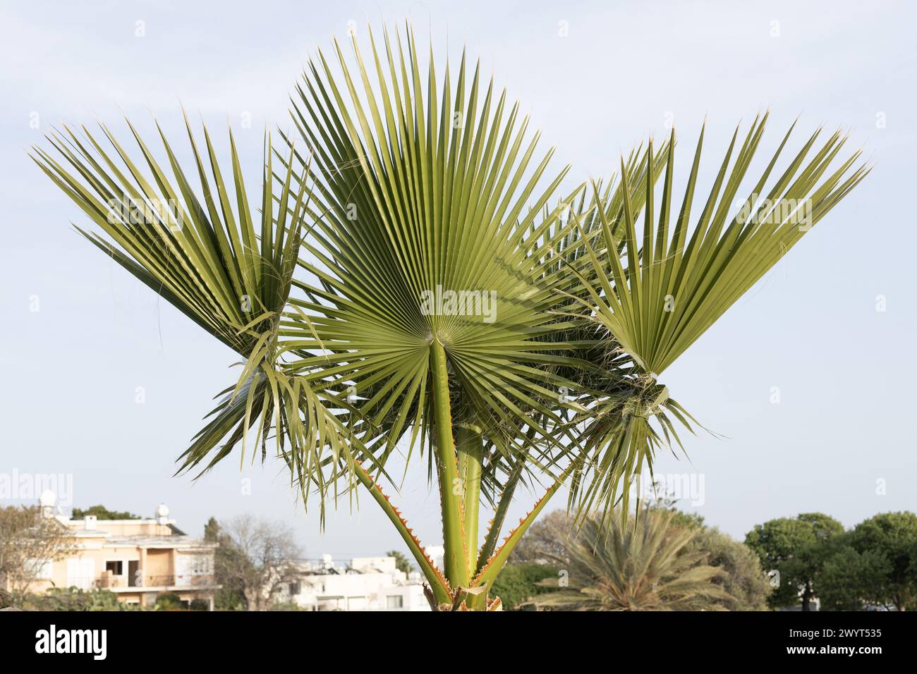 Fan Palm Tree Silhouette Stock Photo - Alamy