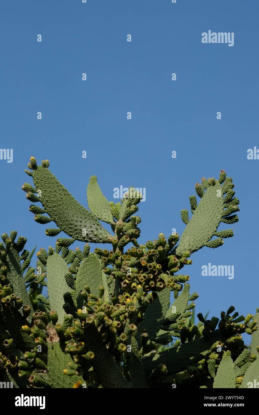 Opuntia spinosissima hi-res stock photography and images - Alamy