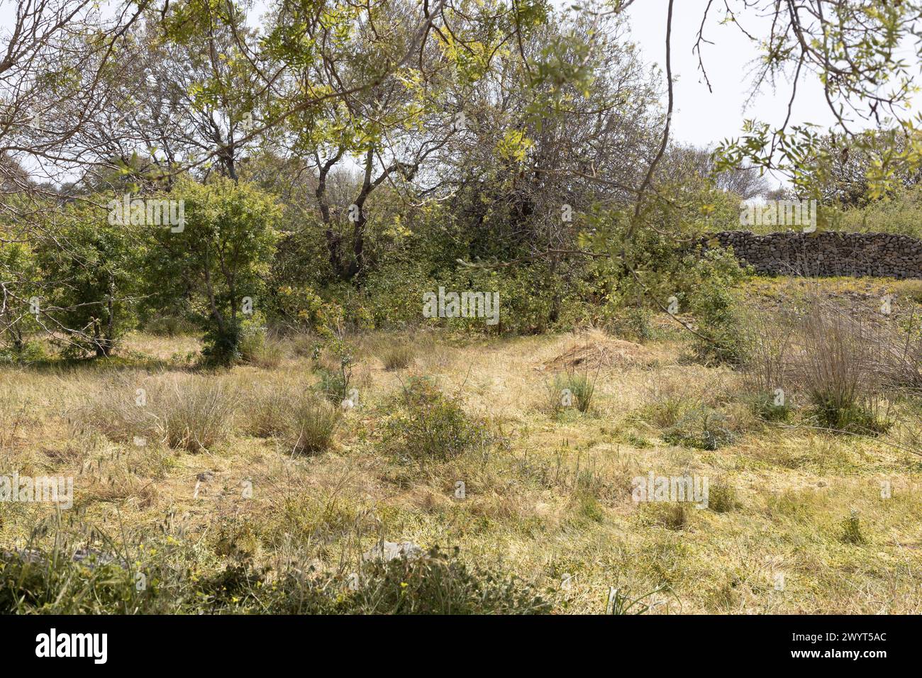 Mediterranean Grove in Natural Habitat Stock Photo - Alamy