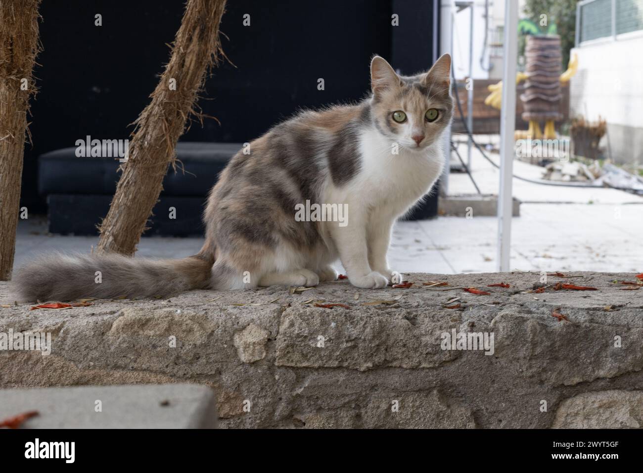 To dilute hi-res stock photography and images - Alamy