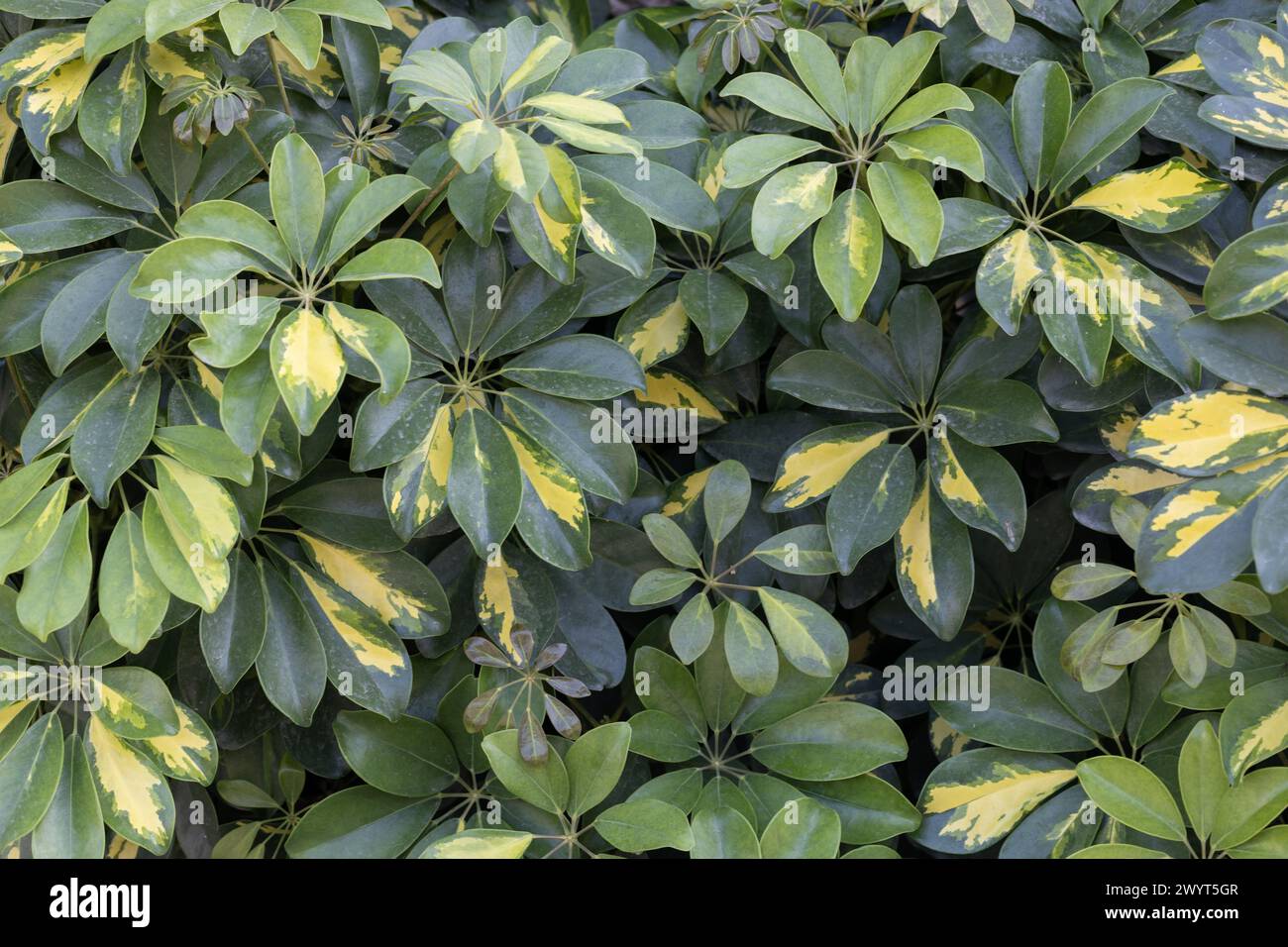 Dwarf schefflera schefflera arboricola plant hi-res stock photography ...