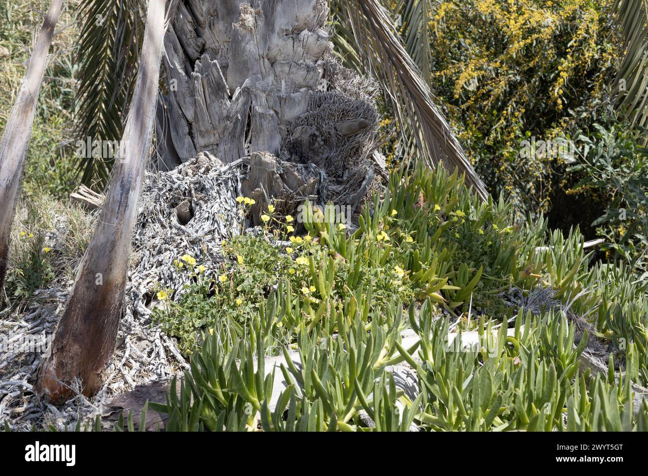 Mediterranean Flora and Palm Trunk Stock Photo - Alamy