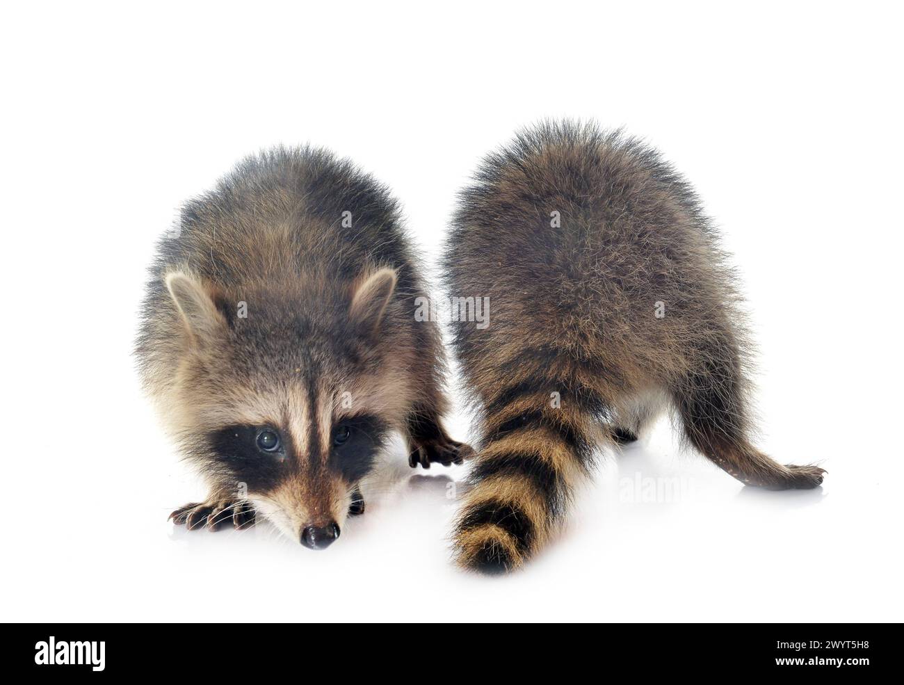 young raccoons in front of white background Stock Photo - Alamy