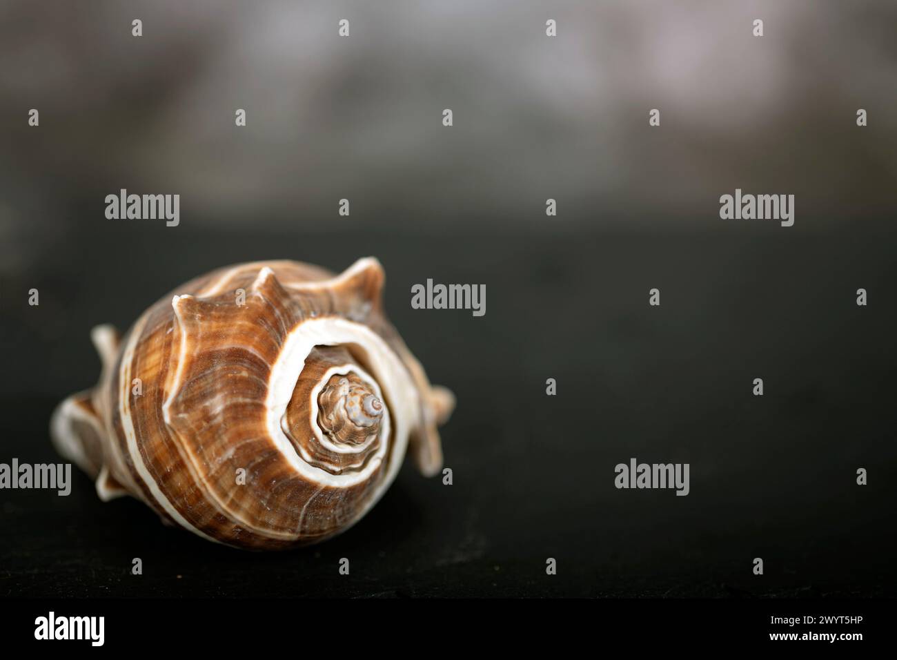 dark slate with space text with shellfish Stock Photo - Alamy