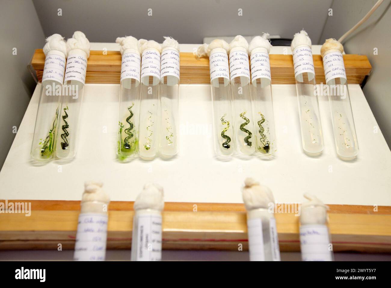 Algae on agar, ecotoxicity and biocide test laboratory, Technology ...
