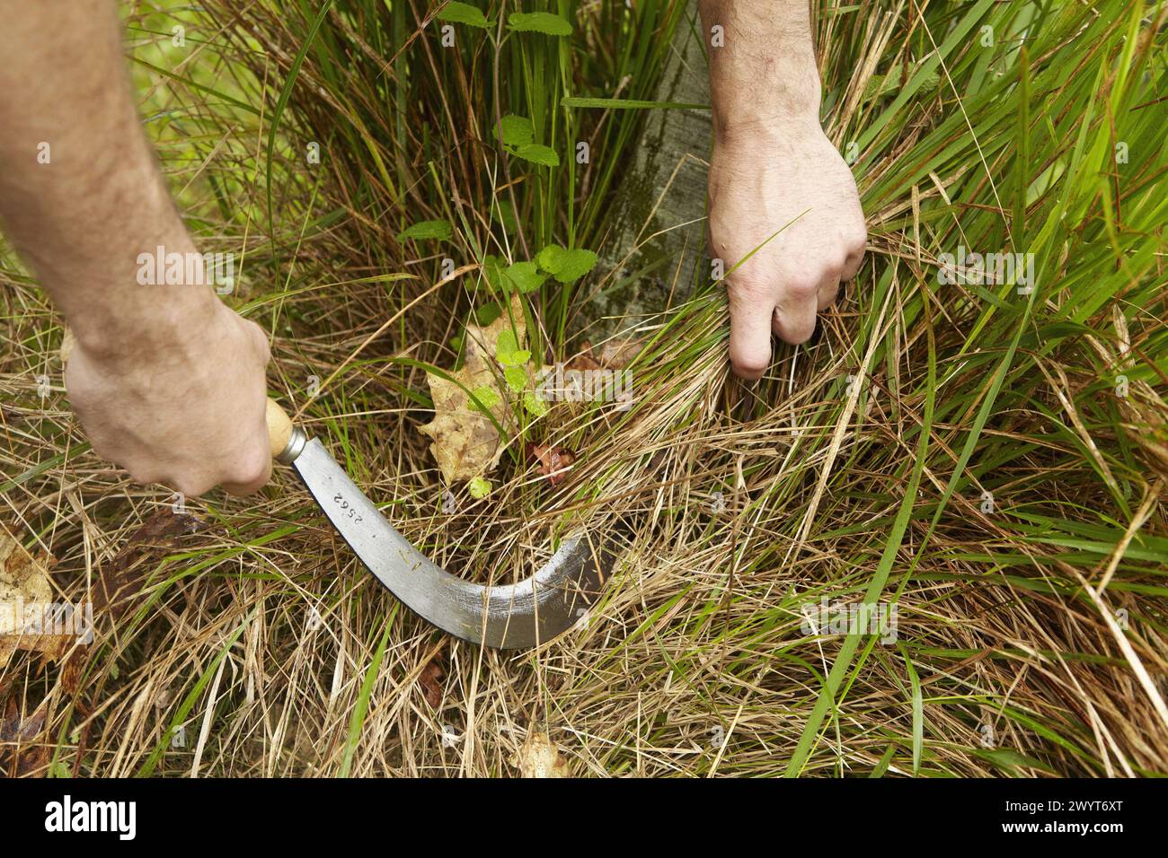Farmer using sickle Stock Photo - Alamy