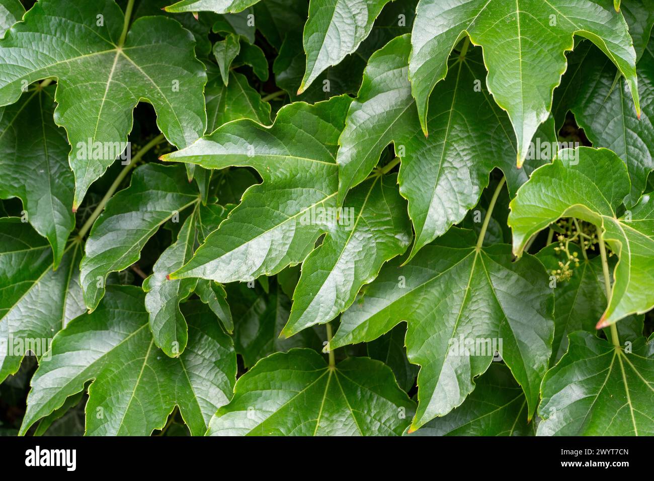 Green leafy background. Weaving ivy plant. Leaves of Japanese Ivy or ...