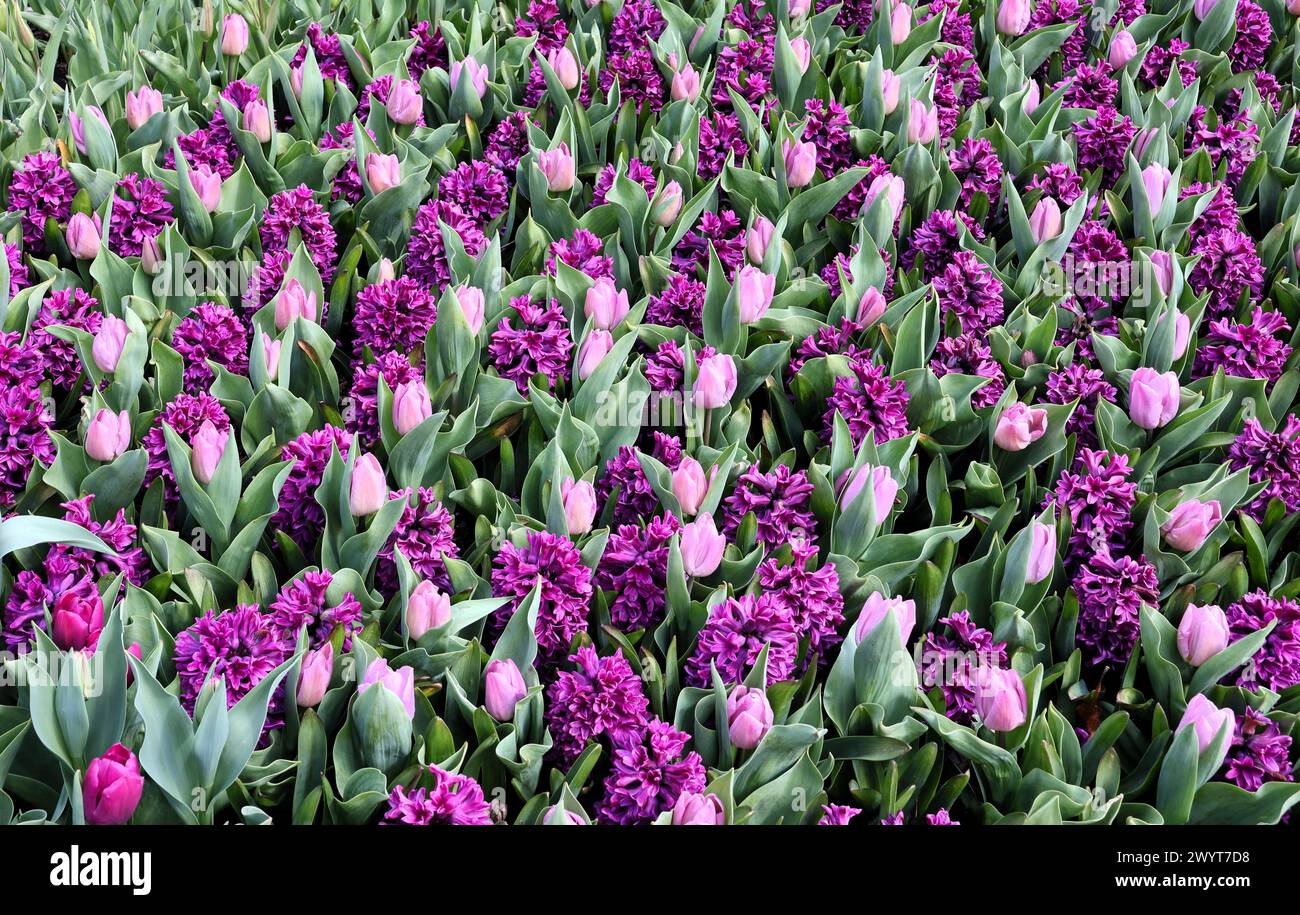 A host of tulips and hyacinths at Longwood Gardens during their Spring ...