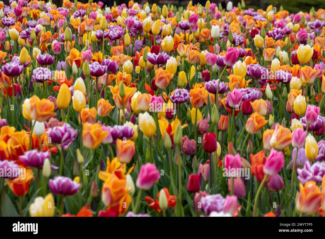 Dutch flowers tulips hi-res stock photography and images - Alamy