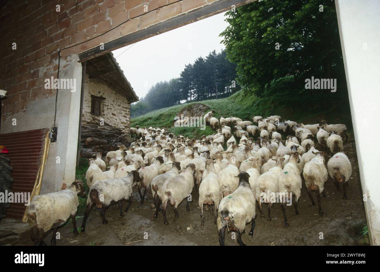 Sheep (Latxa breed). Guipúzcoa. Spain Stock Photo - Alamy