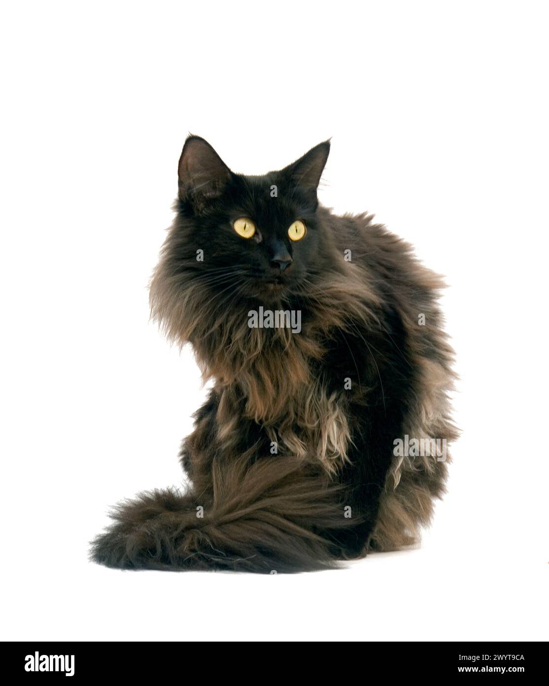 black maine coon cat Stock Photo - Alamy