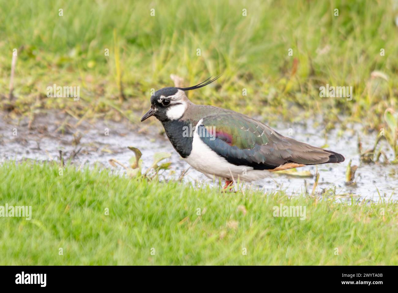Lapwing bird (Vanellus vanellus) on wet grassland habitat during spring ...