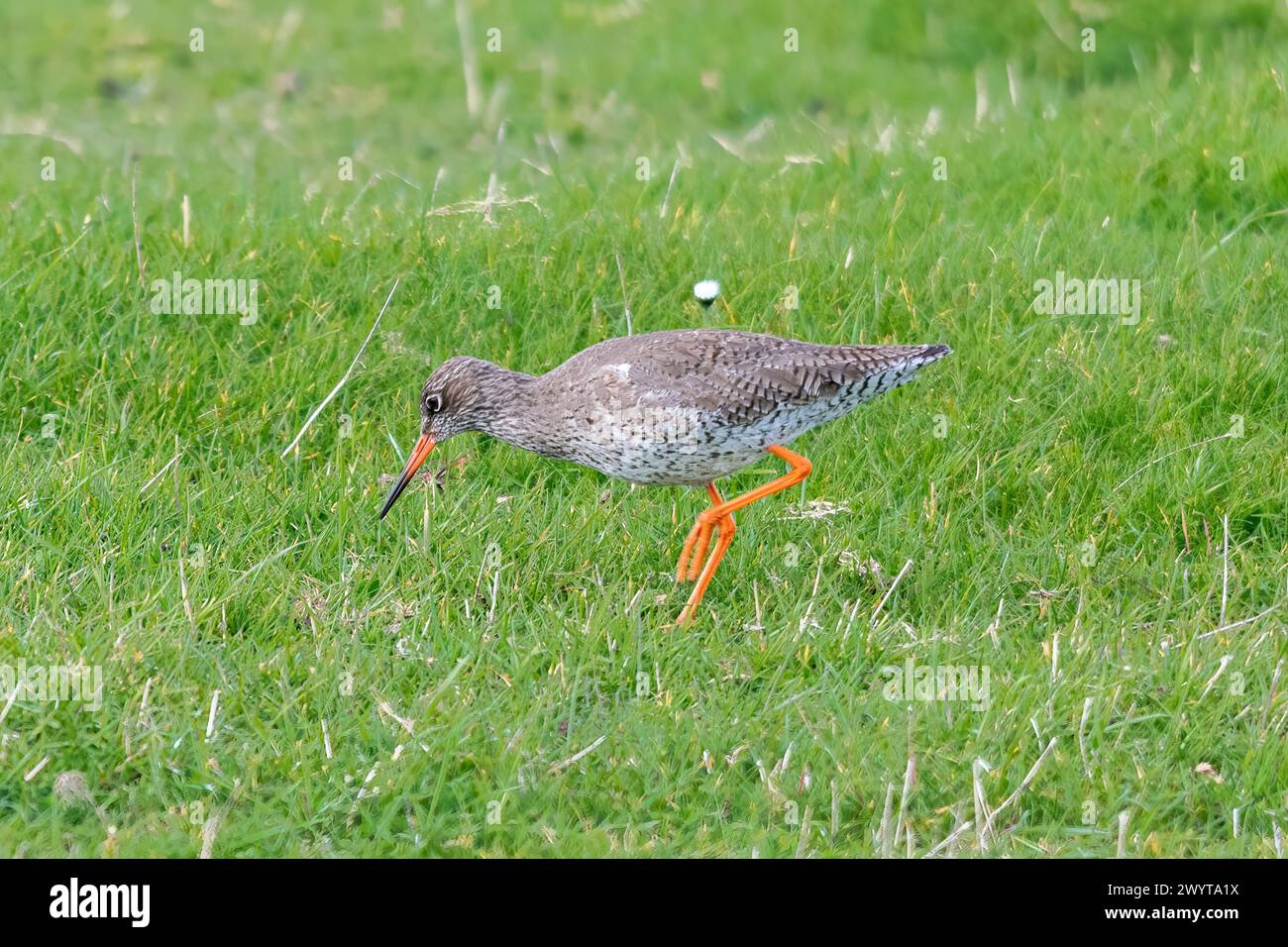 Common redshank bird (Tringa totanus) in marshland at Elmley Nature ...