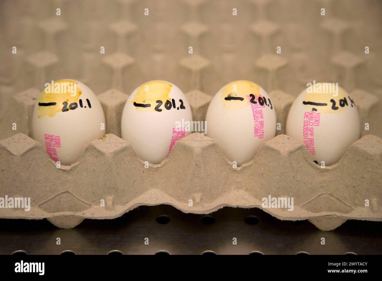 Embryonated eggs, Laboratory of Bio-Safety Level P3, Departamento de ...