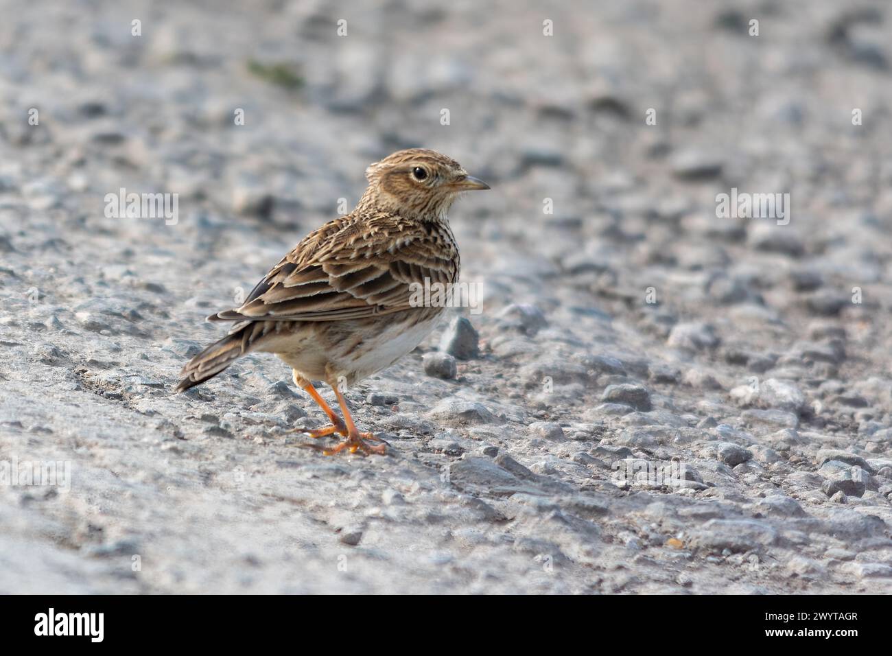 A skylark bird (Alauda arvensis) on the ground, England, UK Stock Photo ...