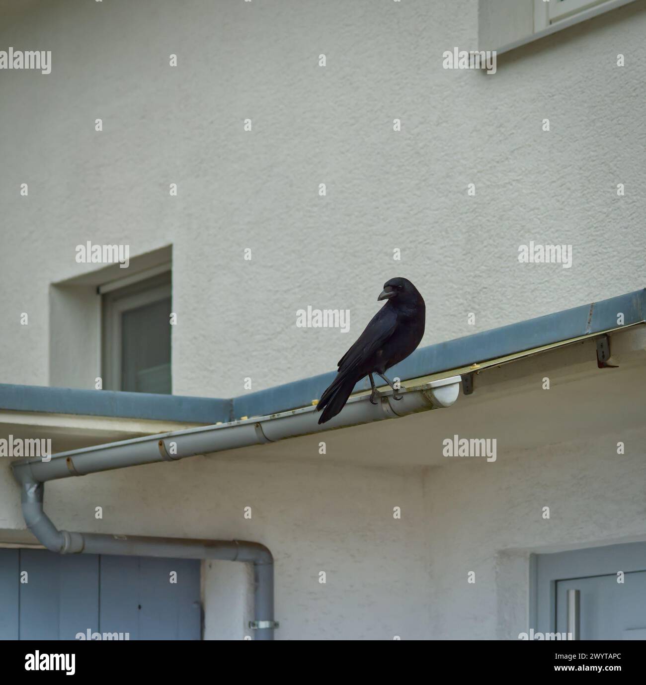 Canopy bird hi-res stock photography and images - Alamy