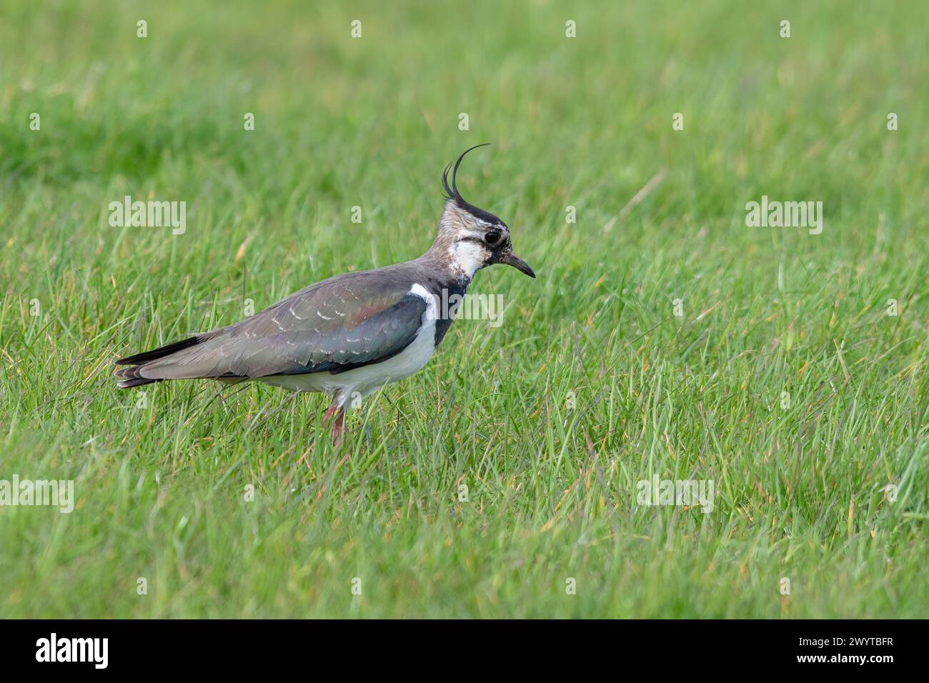 Lapwing bird (Vanellus vanellus) on wet grassland habitat during spring ...