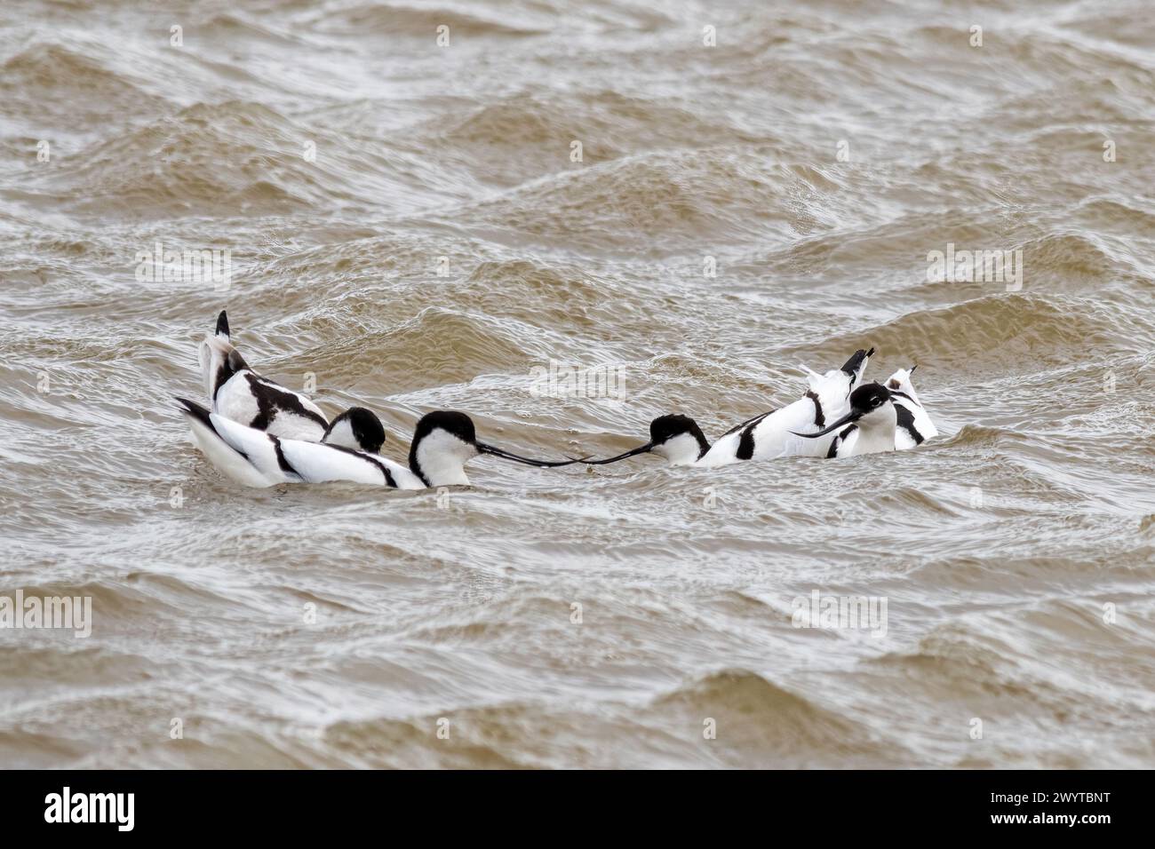 Avocets (Recurvirostra avosetta), two pairs of the wading birds in ...