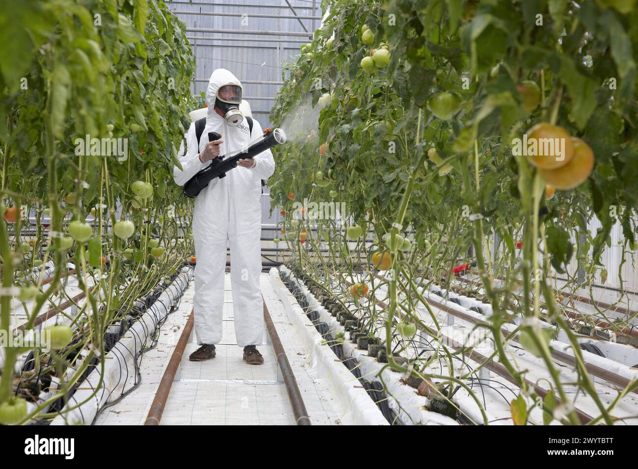 Applying plant protection products, soiless culture of tomatoes on ...