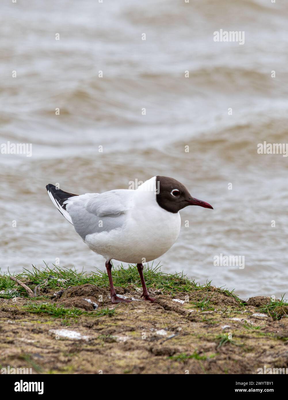 Black-headed gull (Chroicocephalus ridibundus) in breeding plumage ...