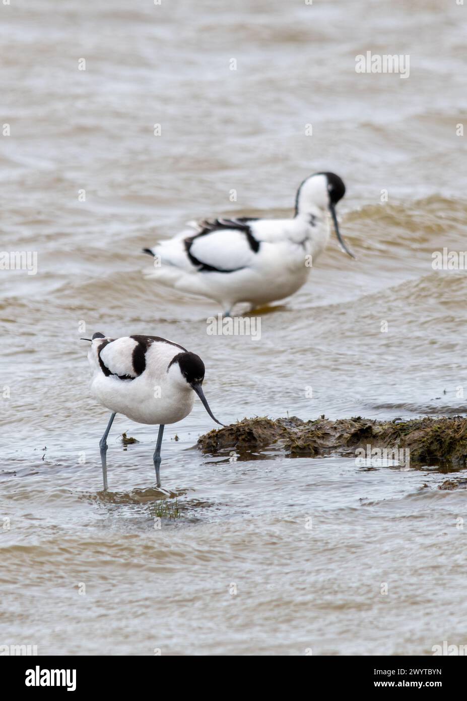 Two avocets (Recurvirostra avosetta), black and white wading birds ...