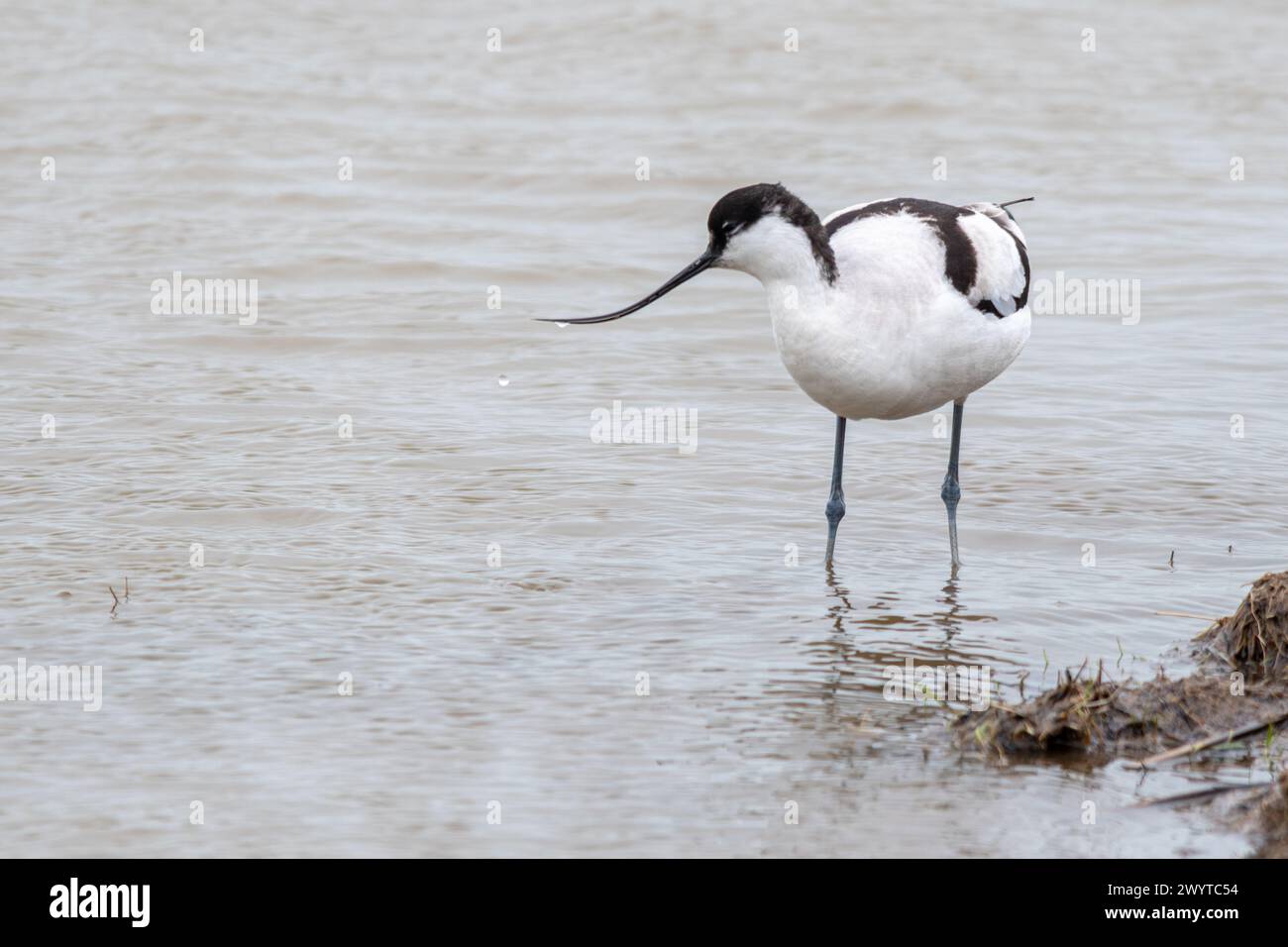 Avocet (Recurvirostra avosetta), single bird standing in shallow water ...