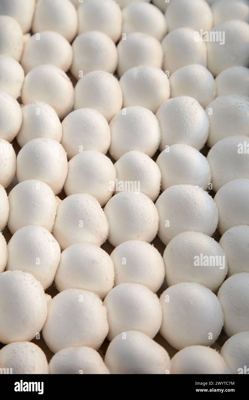 Mushrooms collection, Buttom mushroom, Agaricus bisporus, Agri-Food ...