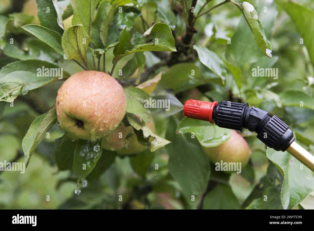 Fumigation tree hi-res stock photography and images - Alamy