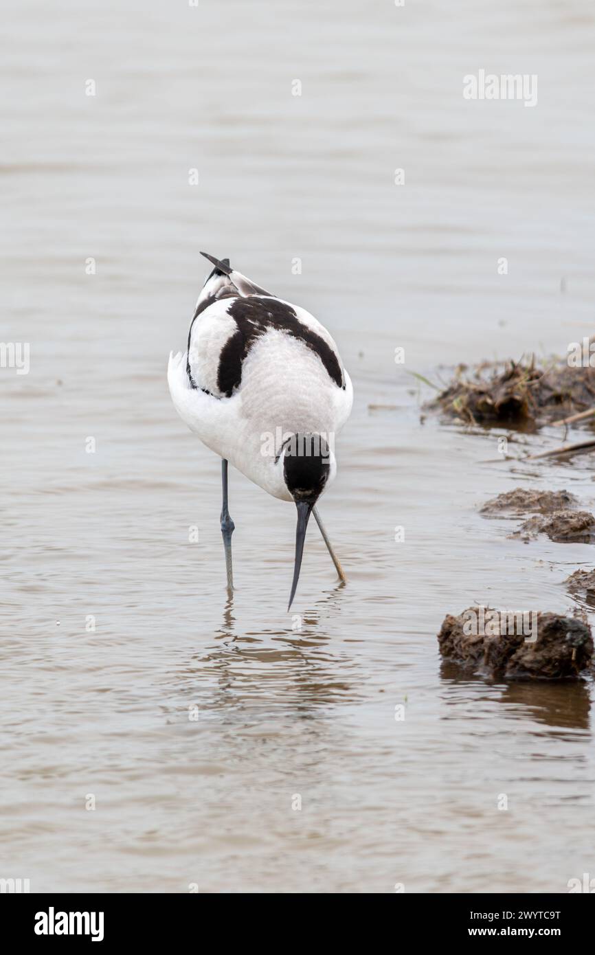 Avocet (Recurvirostra avosetta), single bird standing in shallow water ...