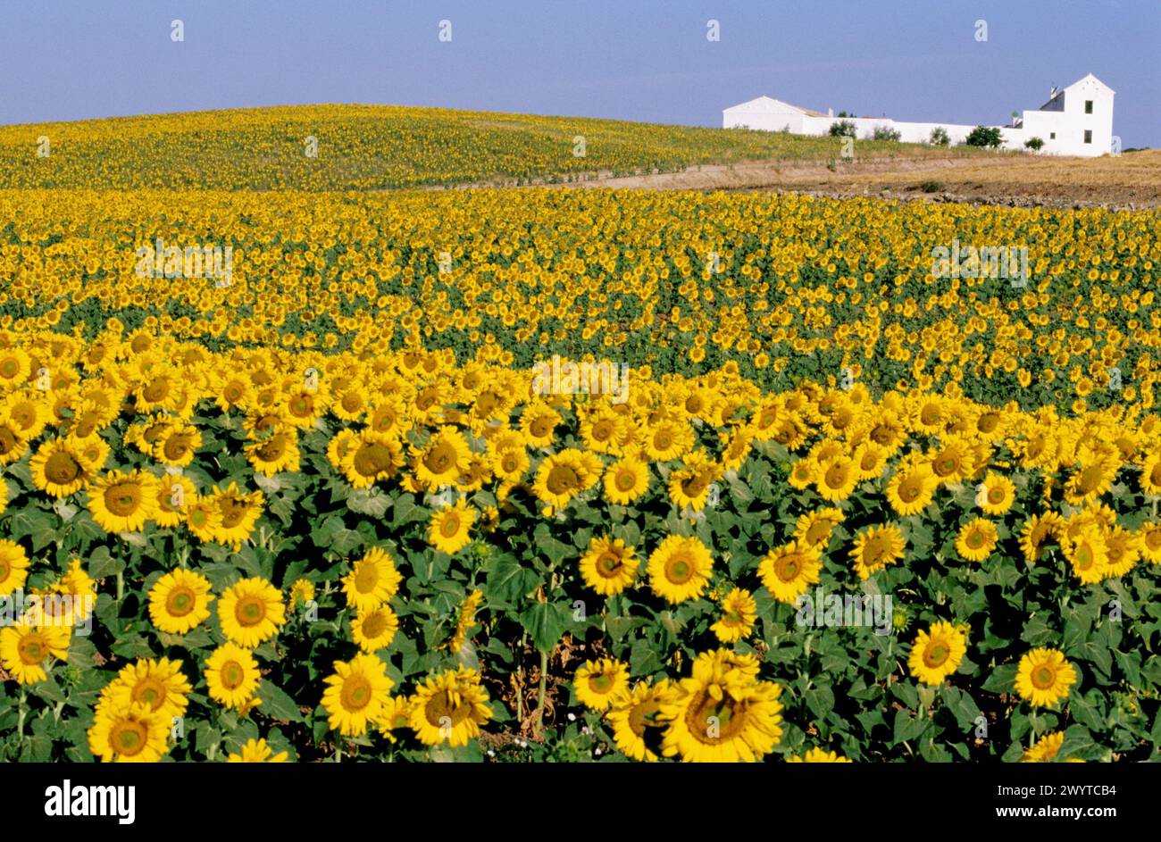 Sunflower fields outside of seville hi-res stock photography and images ...
