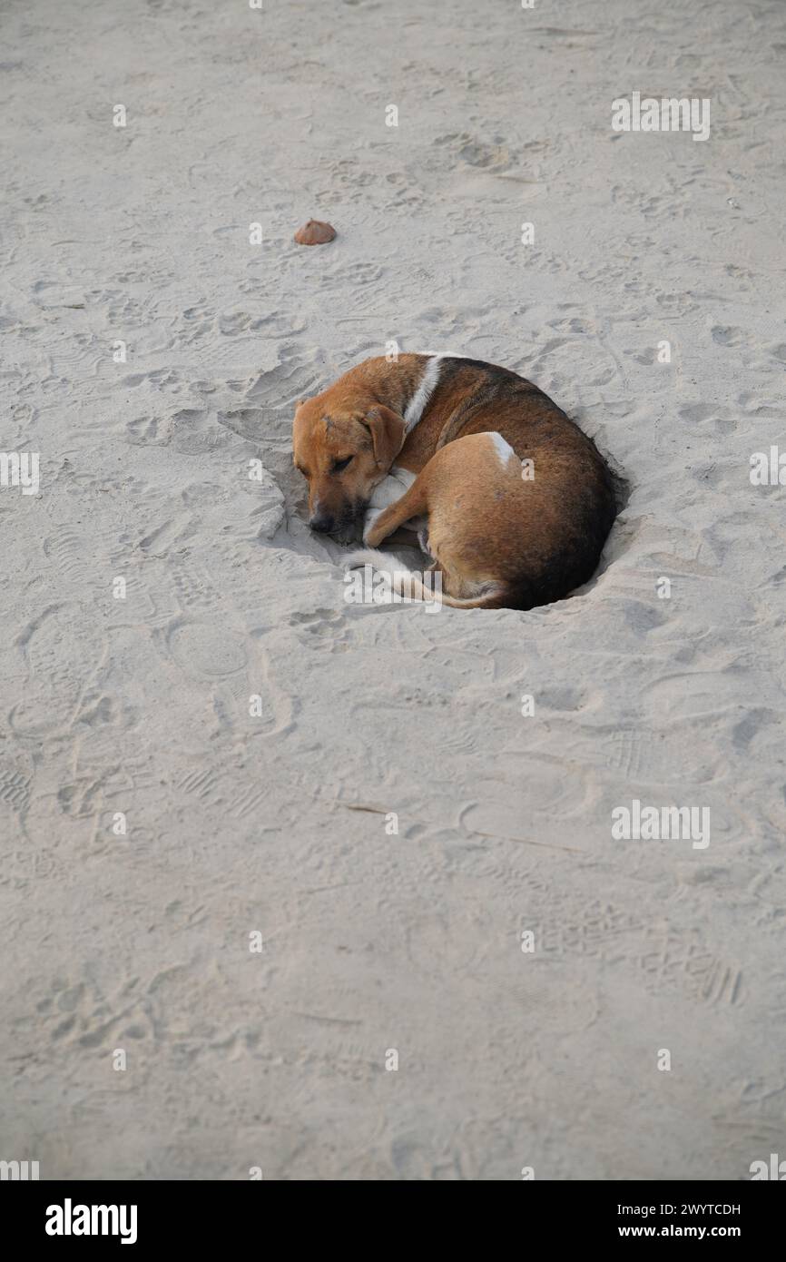 A dog lying in the cool sand hole on the riverbed of the Ganges at ...
