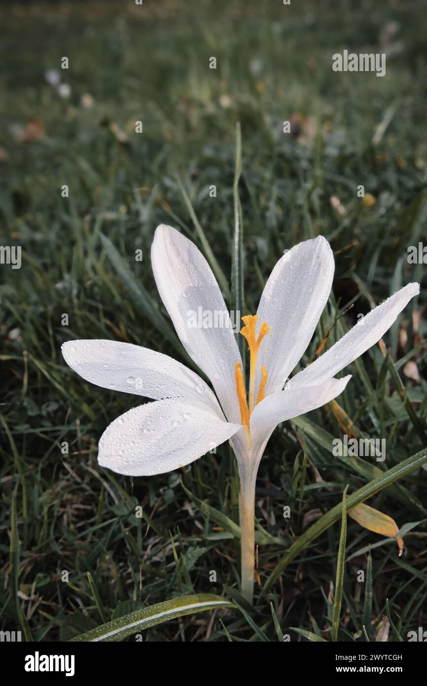 Saffron close up hi-res stock photography and images - Alamy