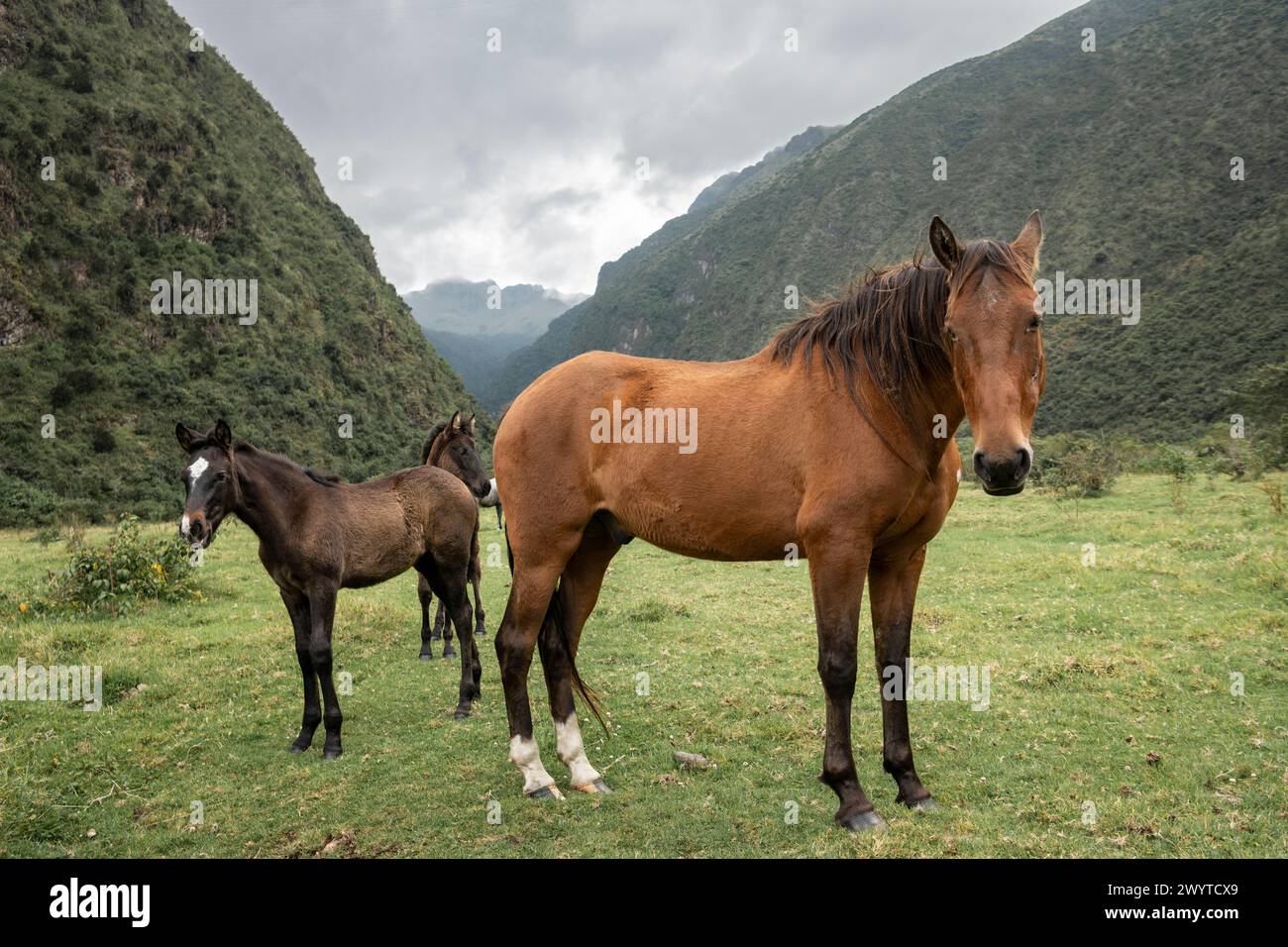 Zuleta horse ecuador hi-res stock photography and images - Alamy