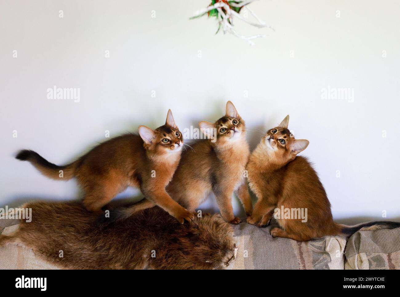 Three cute somali kitten playing Stock Photo - Alamy