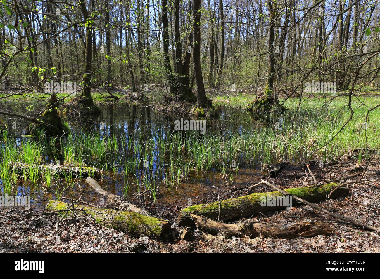 Log in swamp hi-res stock photography and images - Alamy