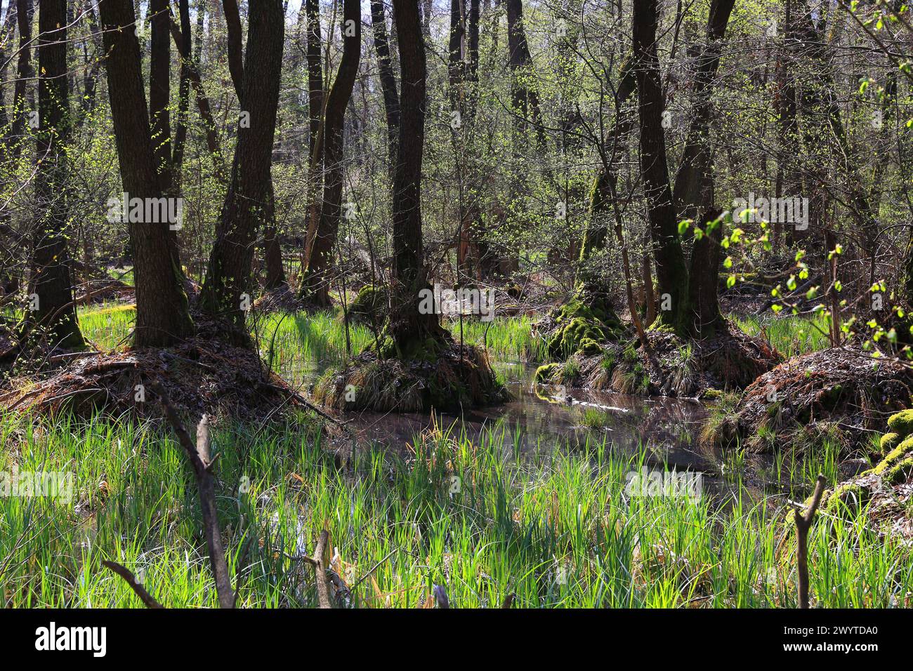 Landscape with flooded trees on bog in forest Stock Photo - Alamy