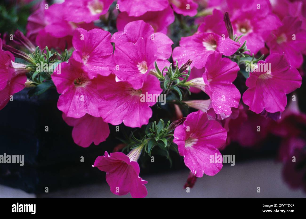 Planta petunia hi-res stock photography and images - Alamy